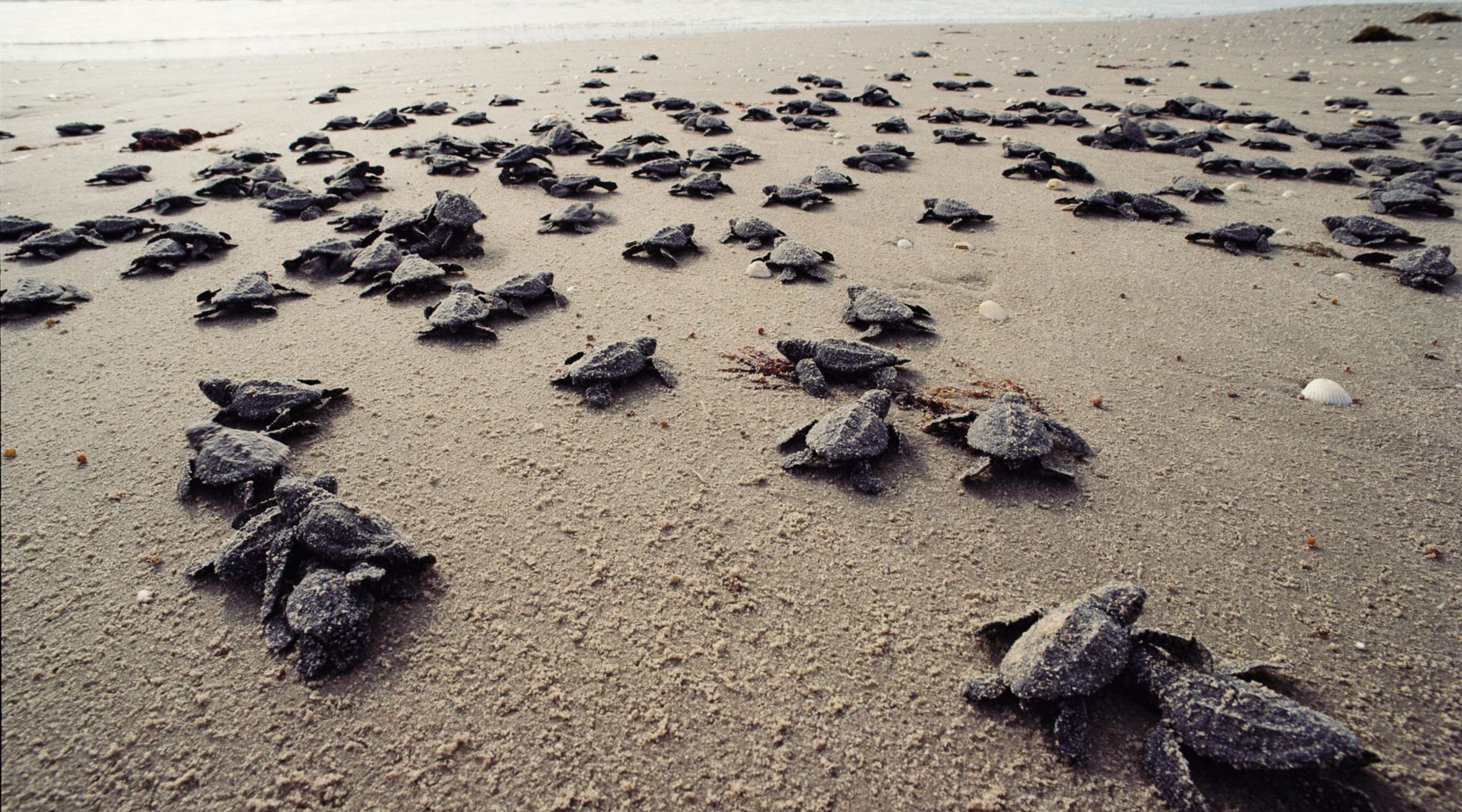 Lensa Tiktok: Penyu Hijau Perlukan Bantuan Anda! Hentikan Penyu Jantan ...