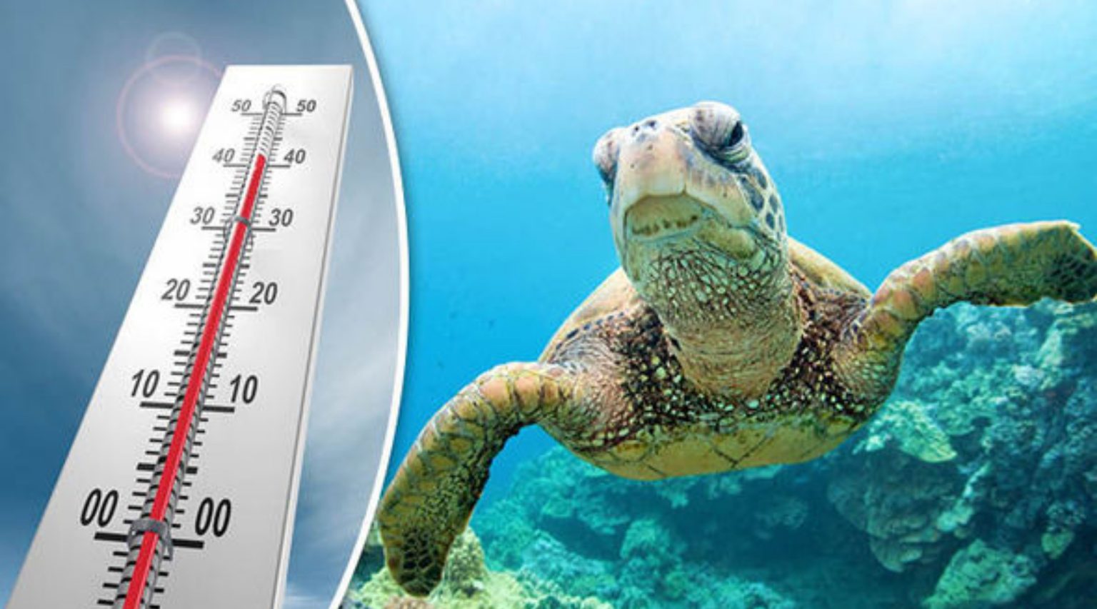 Lensa Tiktok: Penyu Hijau Perlukan Bantuan Anda! Hentikan Penyu Jantan ...