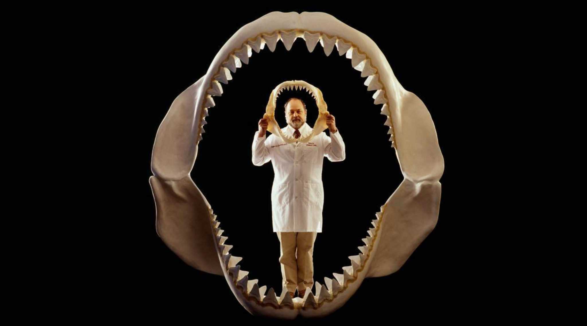 "Megalodon - Jerung Lebih Besar Daripada Saiz T-Rex?" - Kancil Science ...