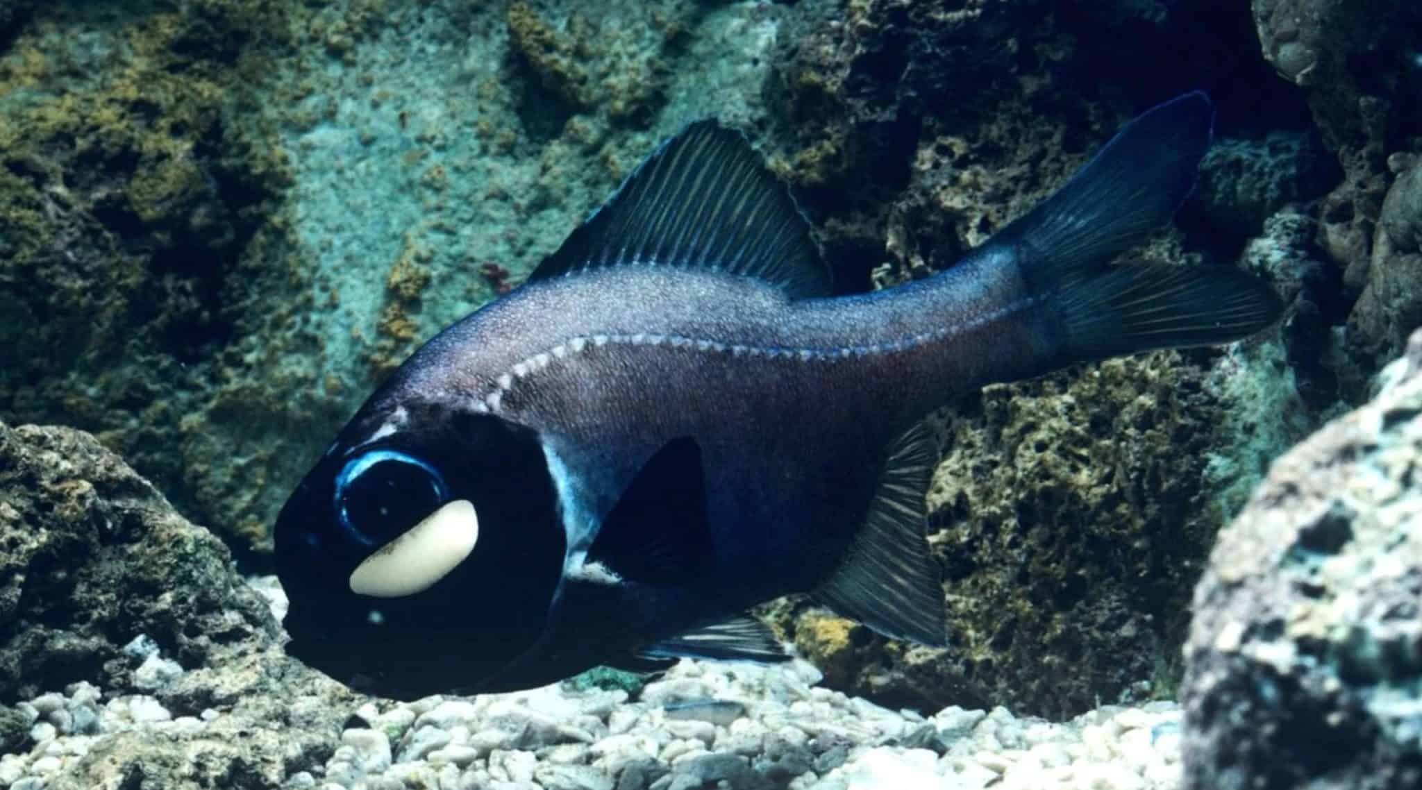 Lensa Tiktok: Ejen Ali Versi Ikan? Kenali Splitfin Flashlightfish ...