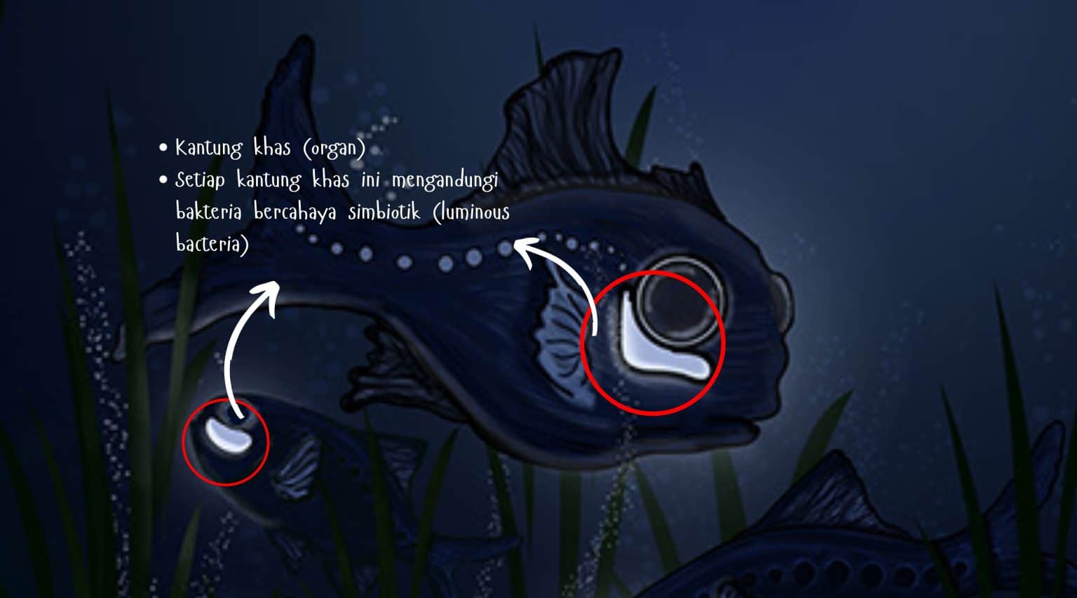 Lensa Tiktok: Ejen Ali Versi Ikan? Kenali Splitfin Flashlightfish ...
