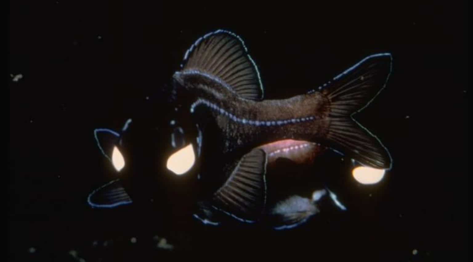 Lensa Tiktok: Ejen Ali Versi Ikan? Kenali Splitfin Flashlightfish ...