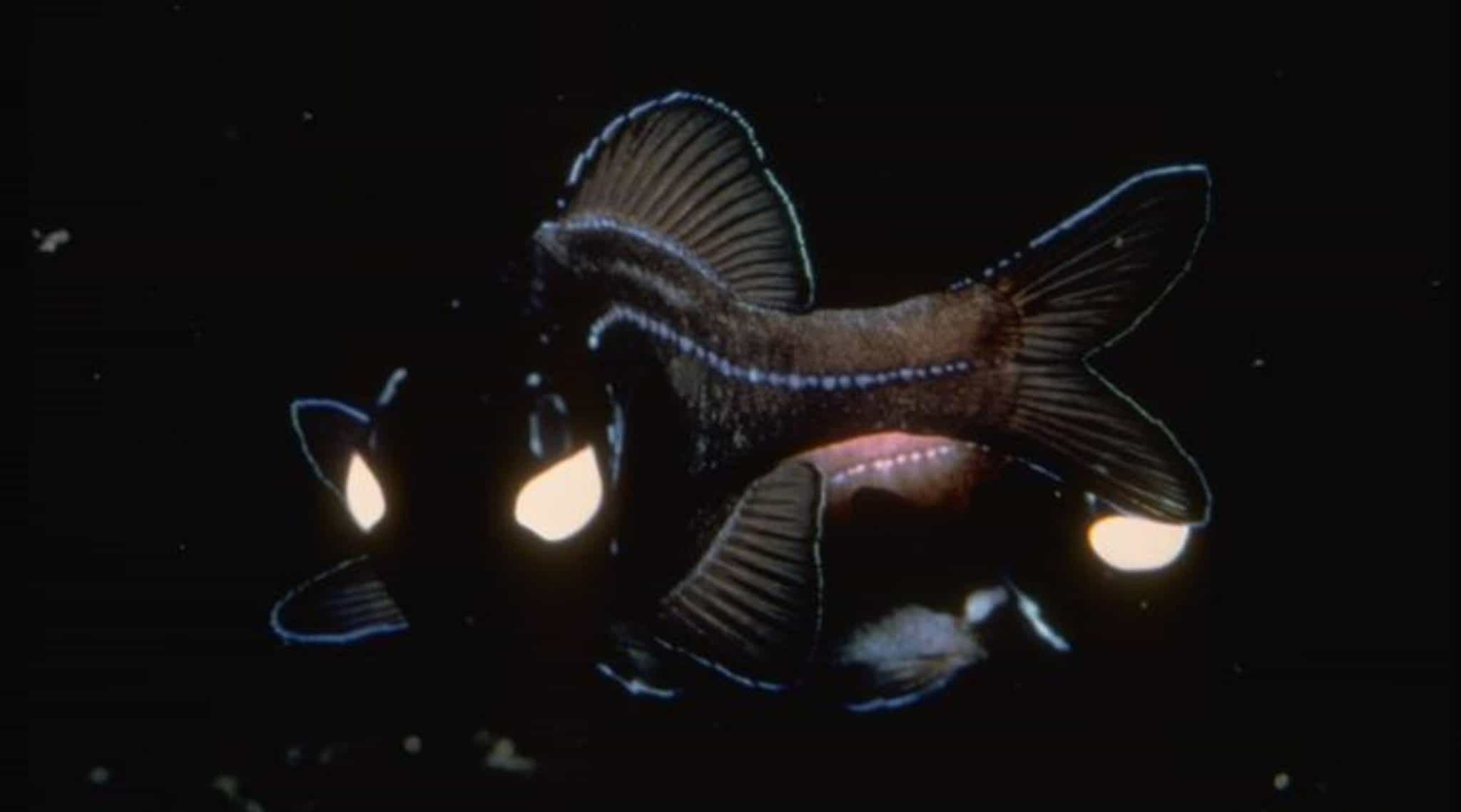 Lensa Tiktok: Ejen Ali Versi Ikan? Kenali Splitfin Flashlightfish ...