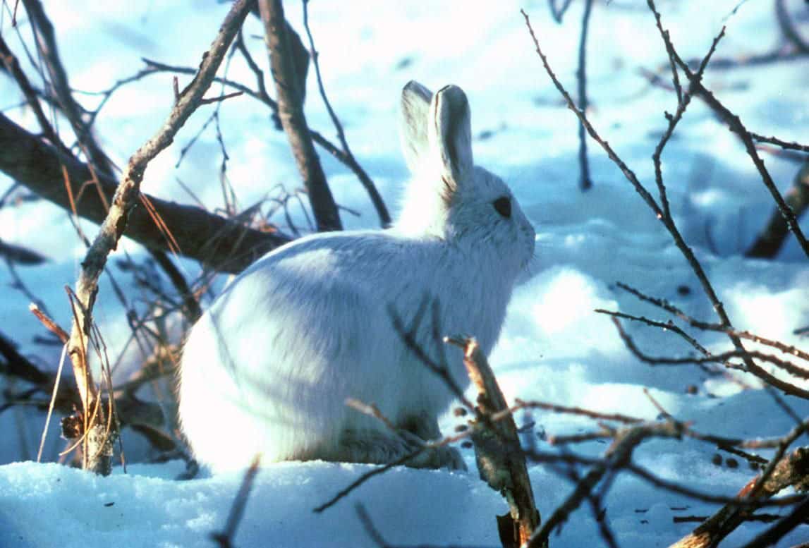The Arctic Hare: The Secret To Thriving In The Tundra