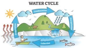 The Water Cycle 101: A Beginner's Guide For Primary School Students
