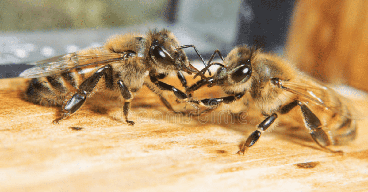 Unveiling The Buzz: How Bees Choose Their Queen