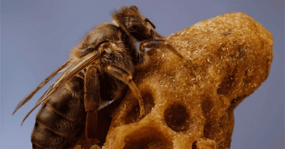 Unveiling The Buzz: How Bees Choose Their Queen